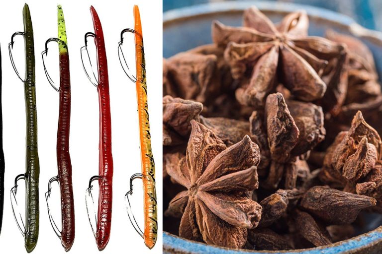 The History and Science of the Effect of Anise Scent on Fish